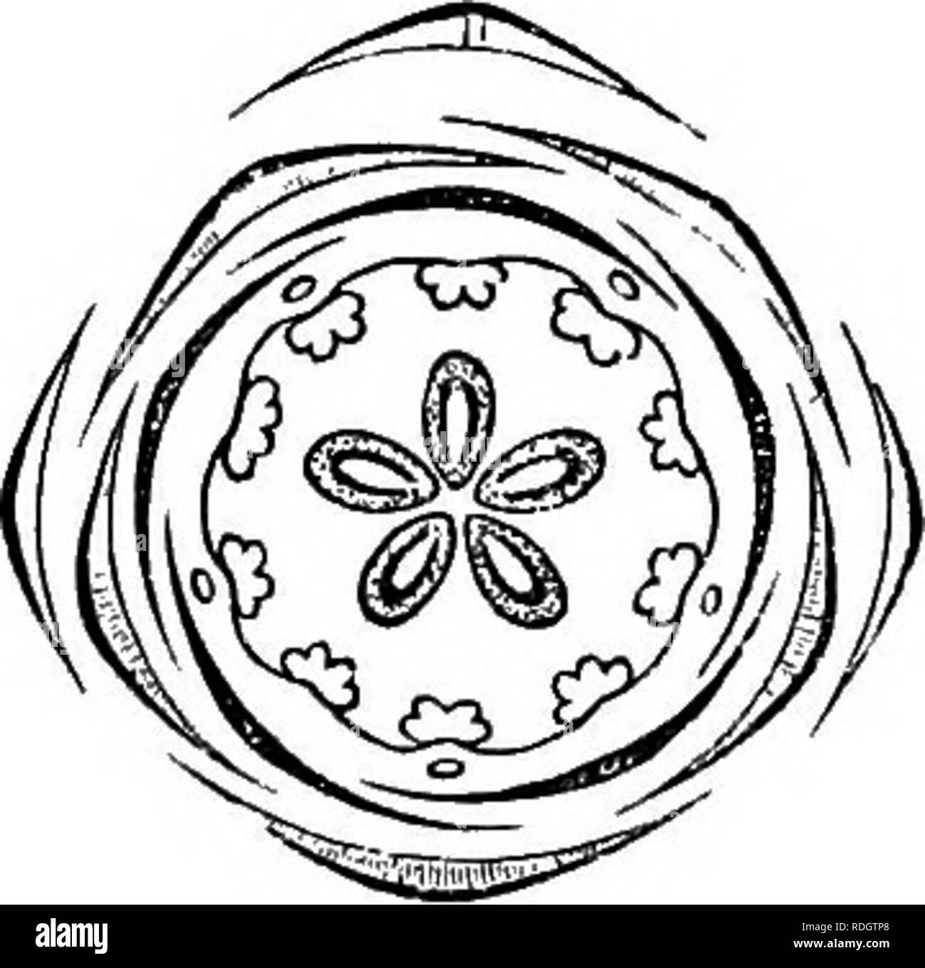 . The natural history of plants. Botany. Fig. 3. Flower (f). Fig. 2 ...