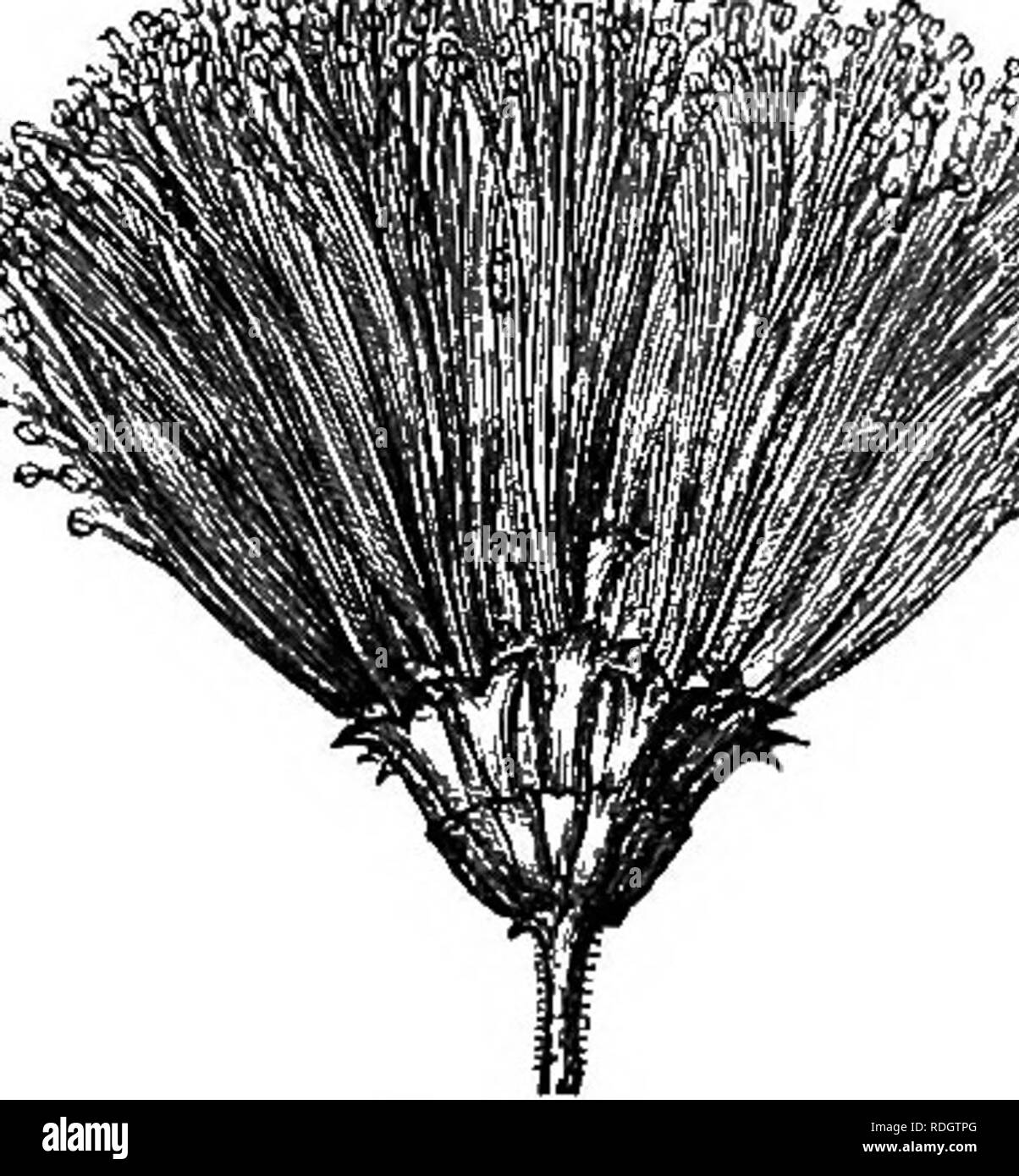 Globular capitula hi-res stock photography and images - Alamy