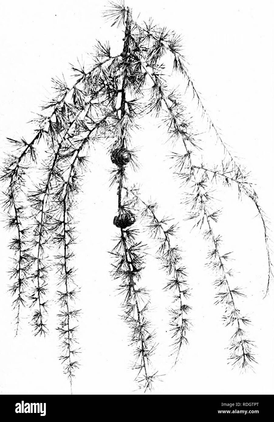. Our native trees and how to identify them; a popular study of their ...