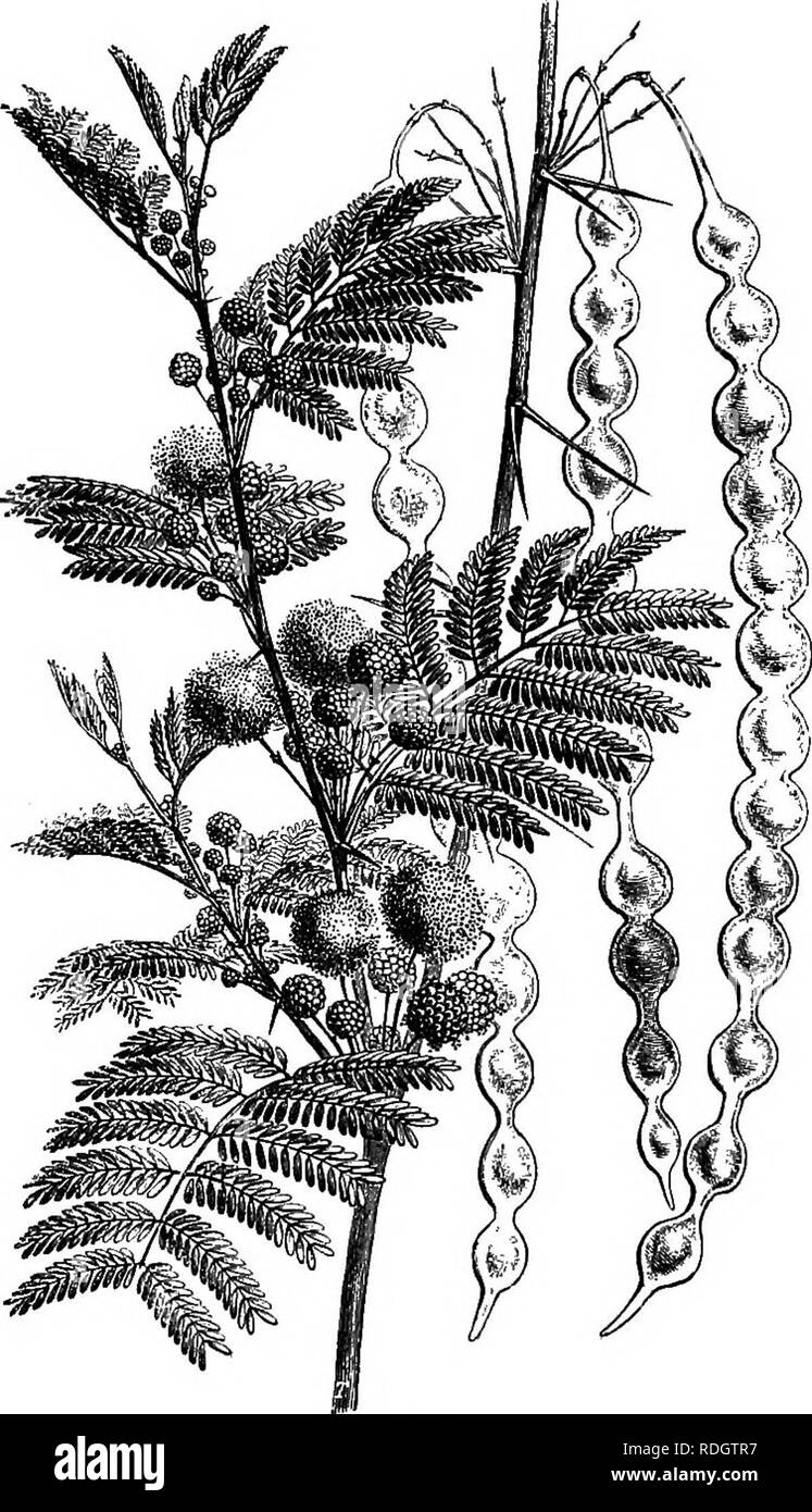 Acacia plant form hi-res stock photography and images - Alamy