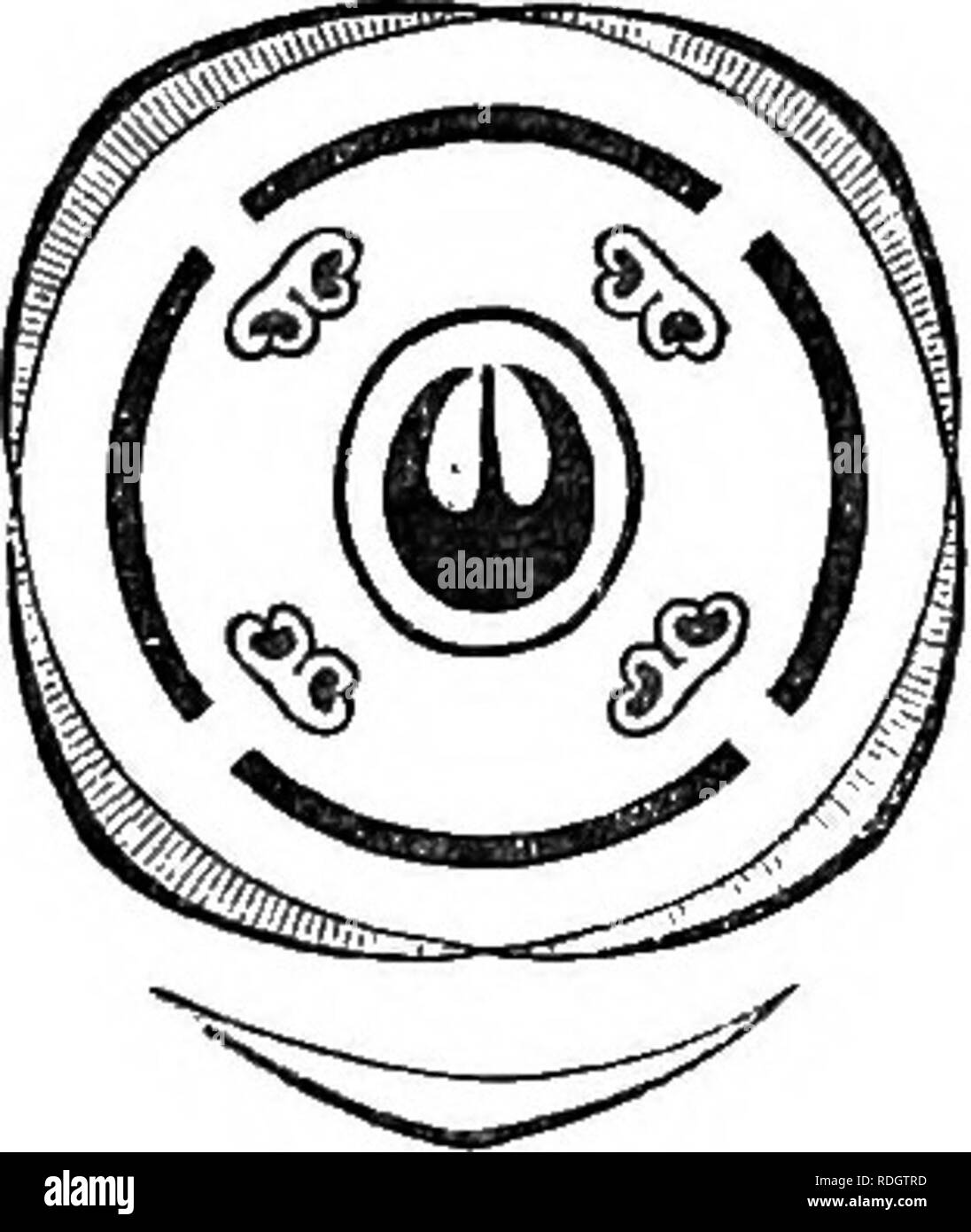 Alternating lobes hi-res stock photography and images - Alamy