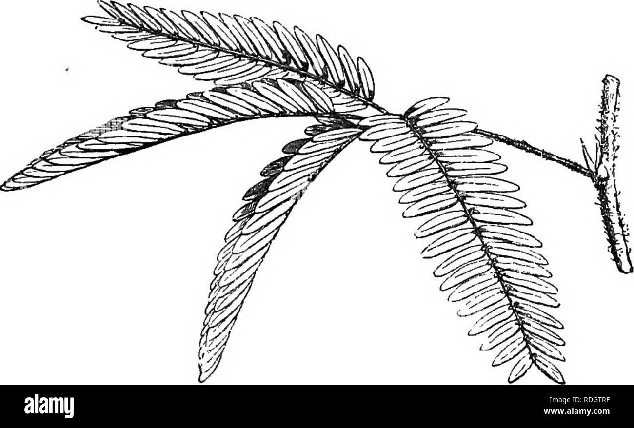 Sensitive plant mimosa pudica plant Black and White Stock Photos ...