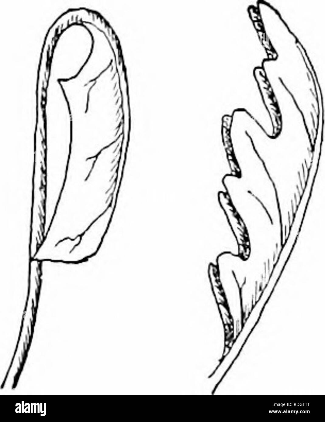 Whorled leaves Black and White Stock Photos & Images - Alamy