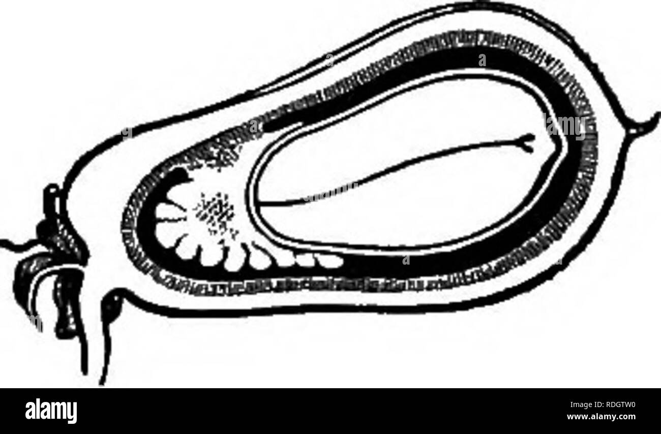 4 stamens in each flower Cut Out Stock Images & Pictures - Alamy