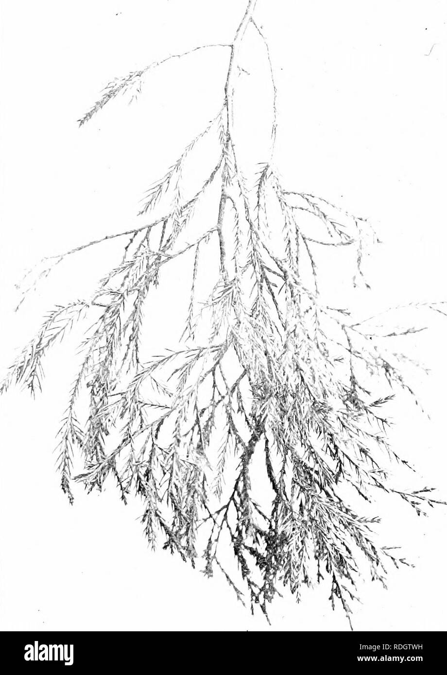 Awl shaped leaves Black and White Stock Photos & Images - Alamy