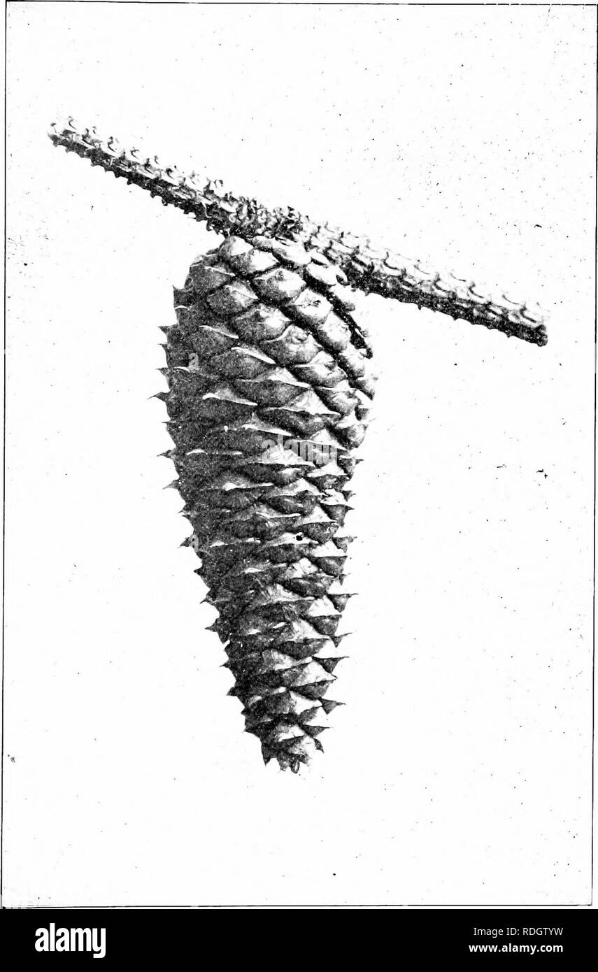 Loblolly pine pinus taeda hi-res stock photography and images - Alamy