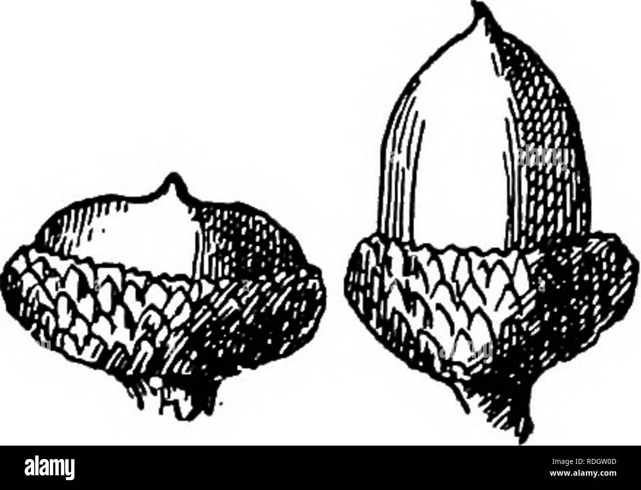 Three to five lobed dark green leaves Black and White Stock Photos ...