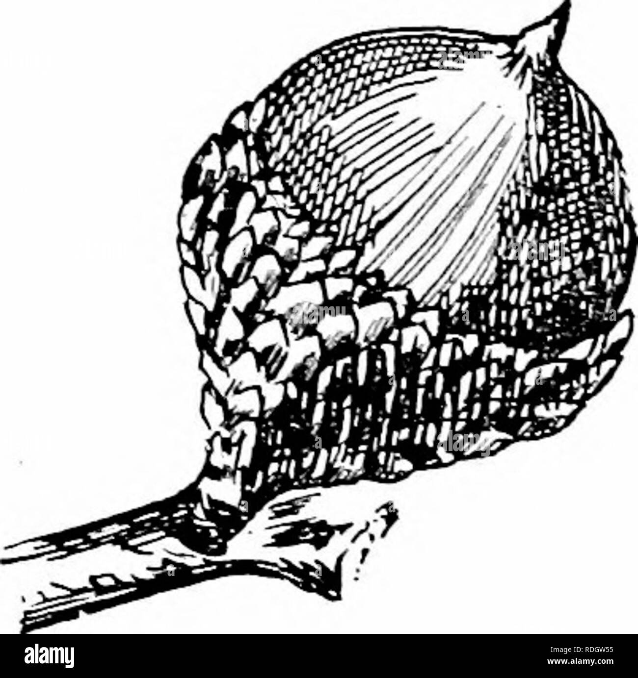 Acorn identification hi-res stock photography and images - Alamy