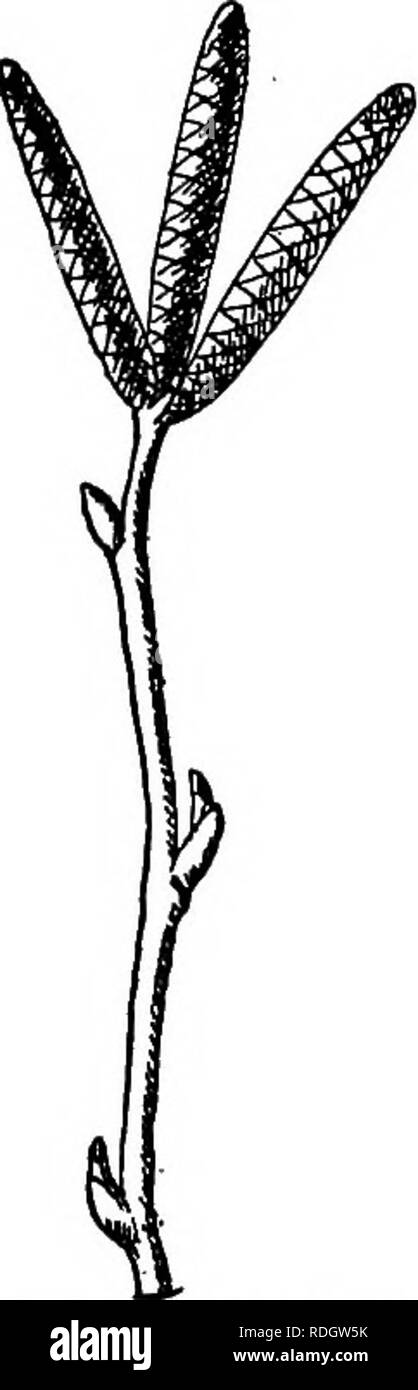 . Our native trees and how to identify them; a popular study of their ...