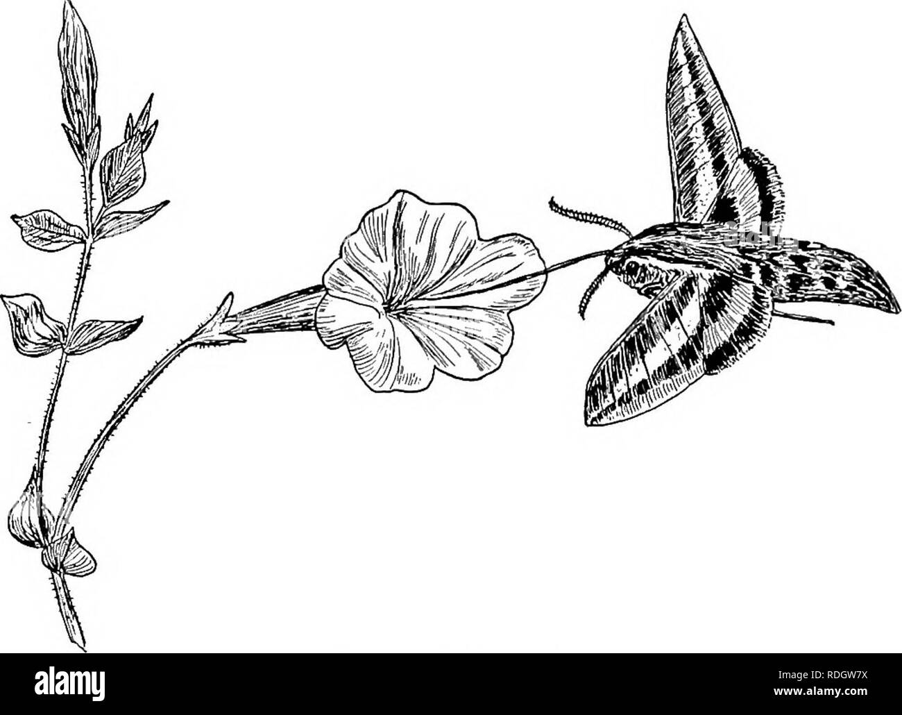 Pea flower bee Black and White Stock Photos & Images - Alamy
