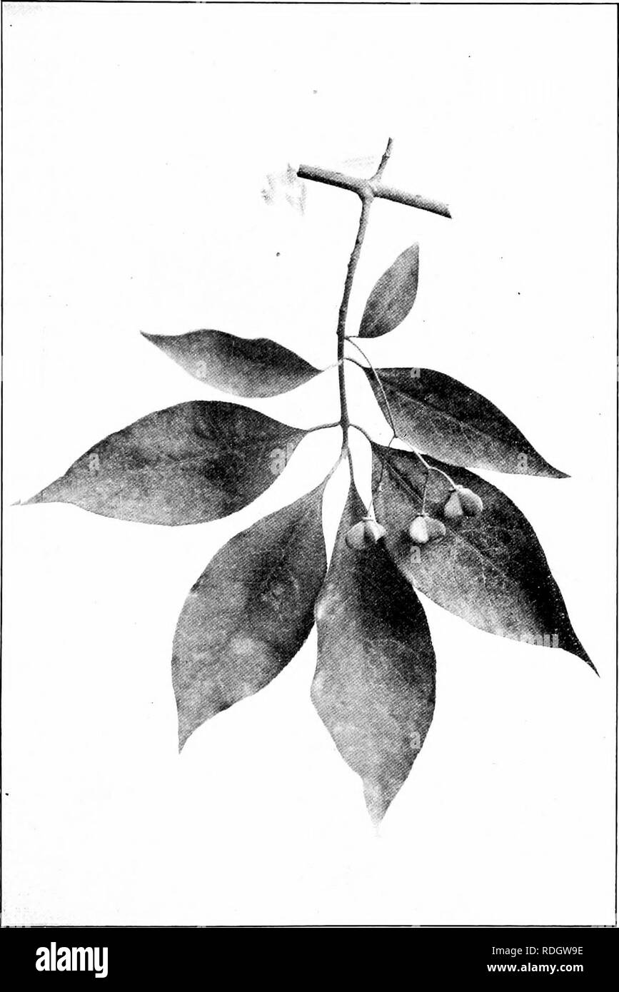 Original burning bush Black and White Stock Photos & Images - Alamy