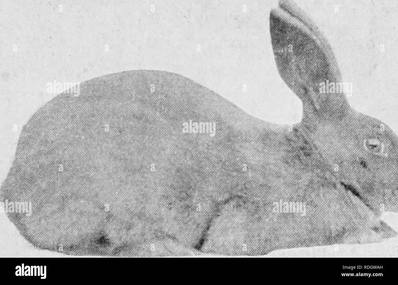 American Blue Rabbit