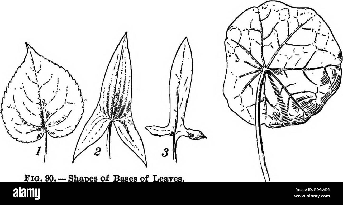 Peltate leaves Black and White Stock Photos & Images - Alamy