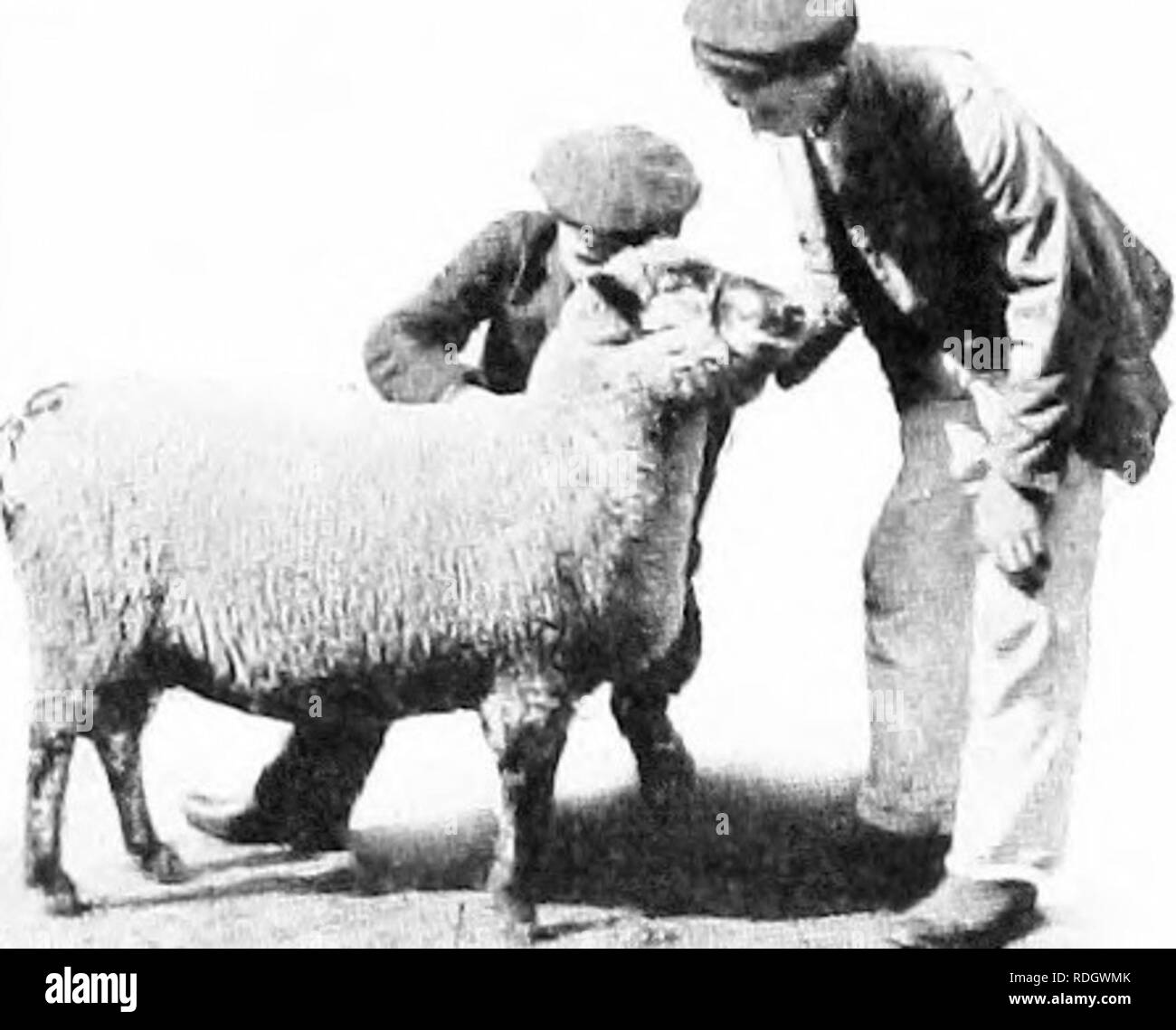 . Manual of farm animals; a practical guide to the choosing, breeding ...