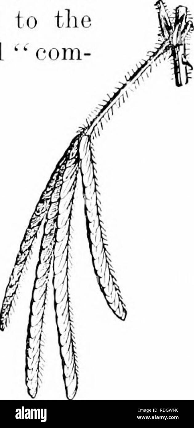 . Plant studies; an elementary botany. Botany. Fk;. -Jl. A leaf of a ...