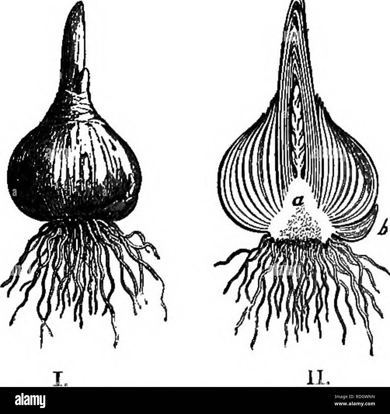 Fleshy underground stems hi-res stock photography and images - Alamy