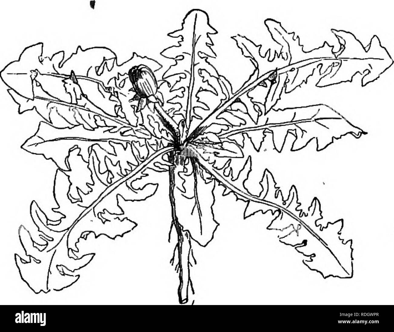 Ground hugging plants Black and White Stock Photos & Images - Alamy