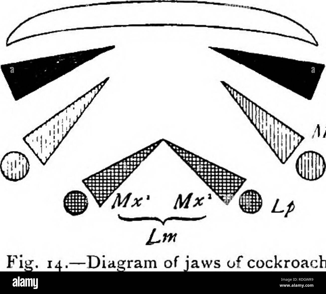 . Injurious and useful insects; an introduction to the study of ...