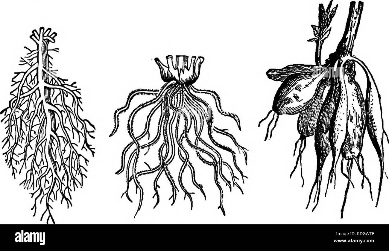 Tree Roots Underground Black and White Stock Photos & Images - Alamy