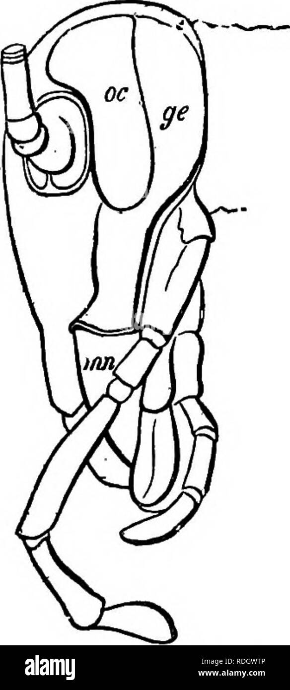 Cockroach anatomy Black and White Stock Photos & Images - Alamy