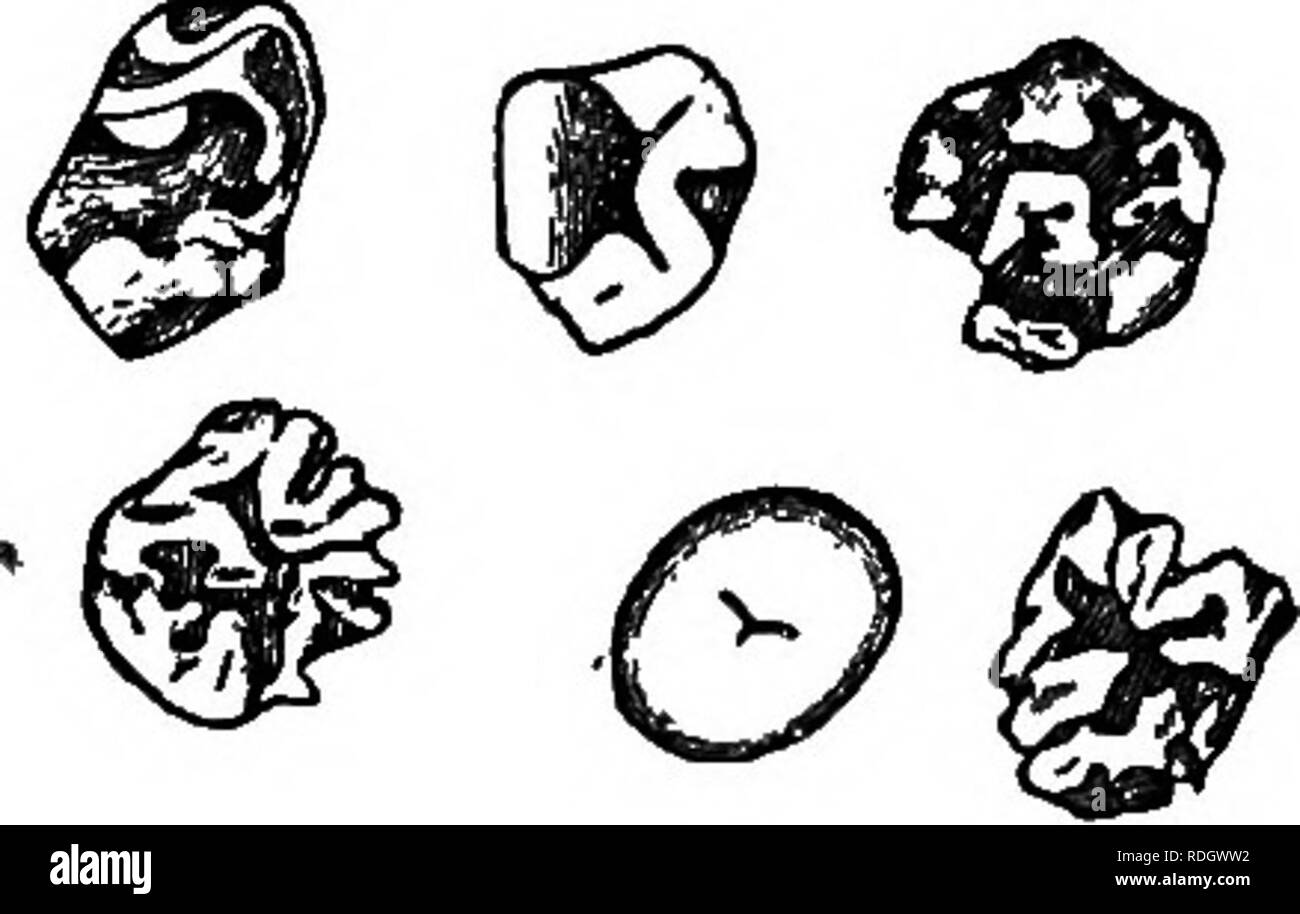 . Elements of botany. Botany; Botany. Fig. 11.â Section through ...