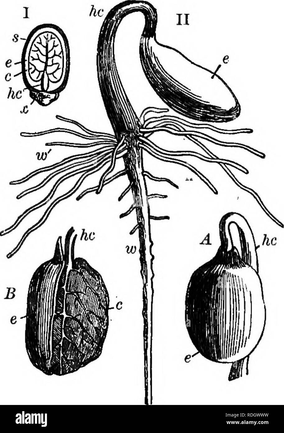 . Elements of botany. Botany; Botany. THE SEED AND ITS GEKMINATION ...
