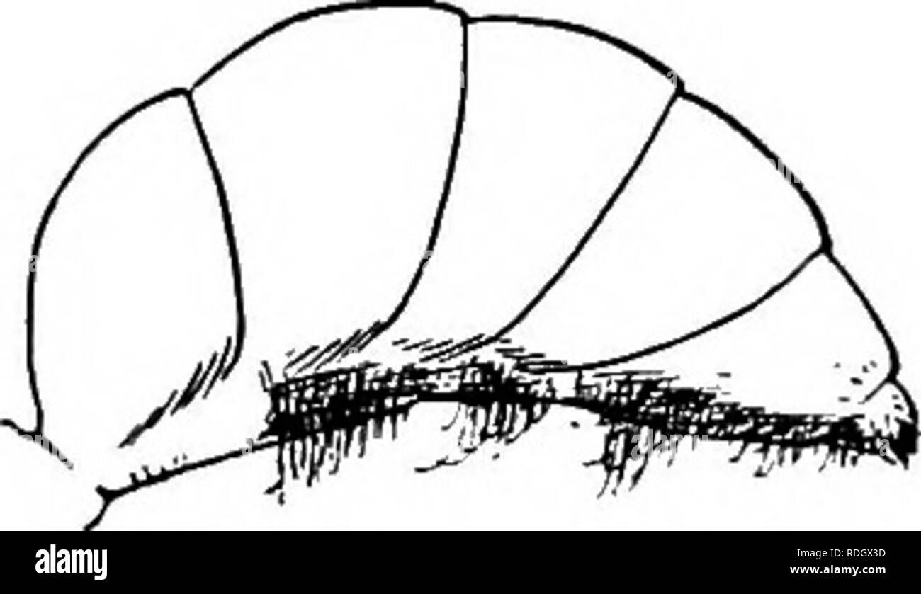 Flat topped clusters of flower heads hi-res stock photography and ...