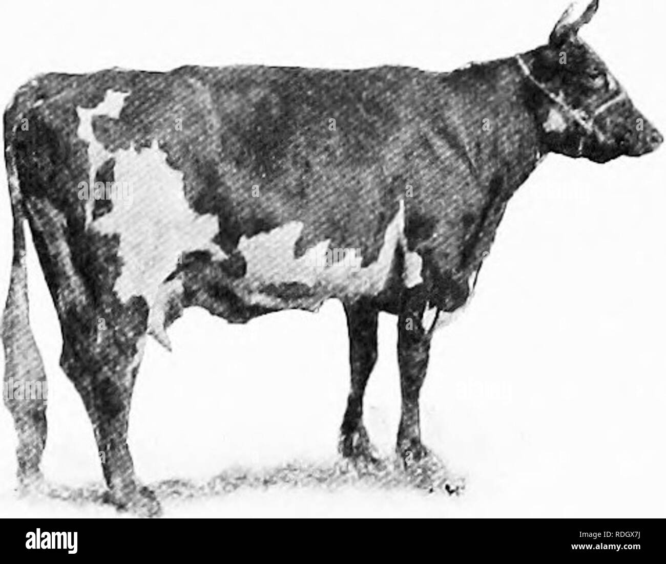 Cattle prod hi-res stock photography and images - Alamy