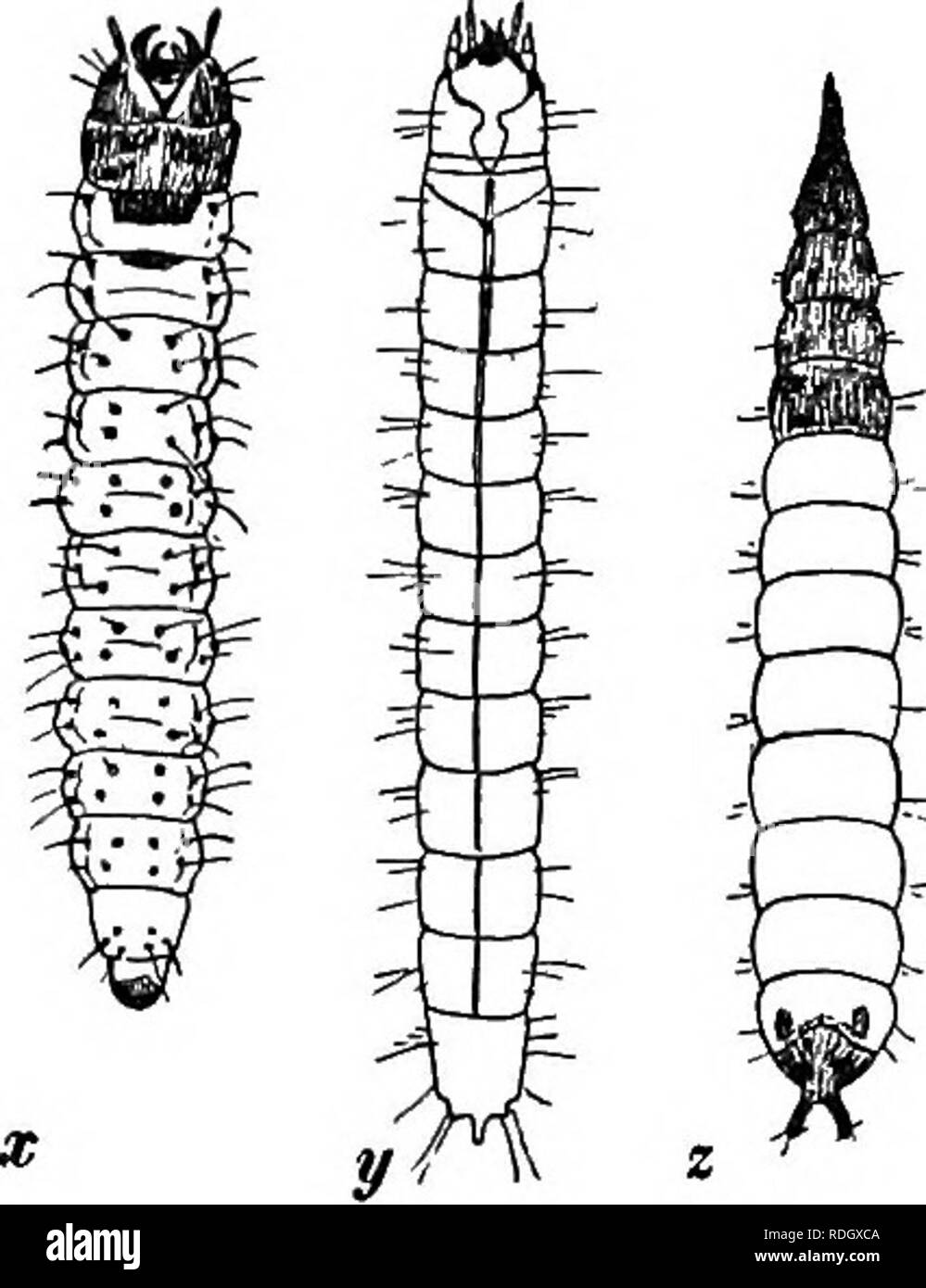 Black Worms In Water