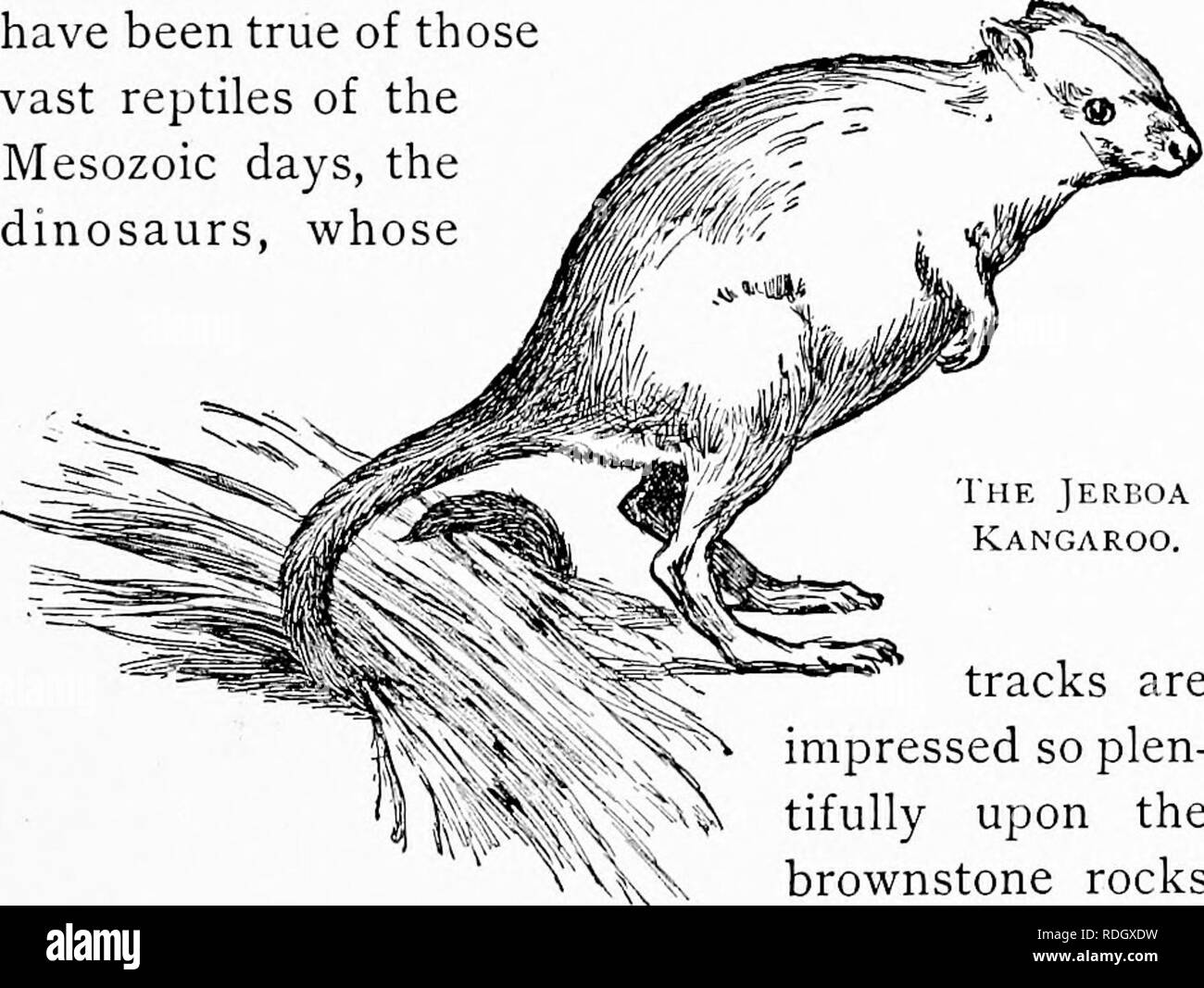 Wallaby tracks hi-res stock photography and images - Alamy