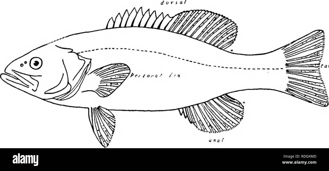 Edible fish guide hi-res stock photography and images - Alamy