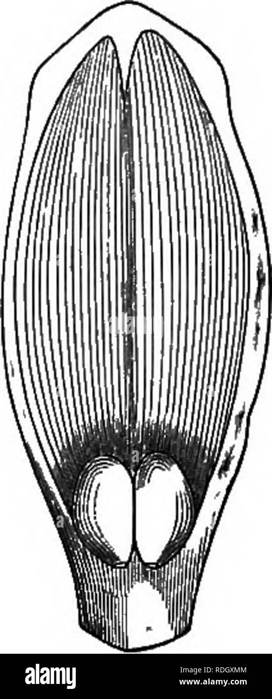 . An elementary text-book of botany, for the use of Japanese students ...