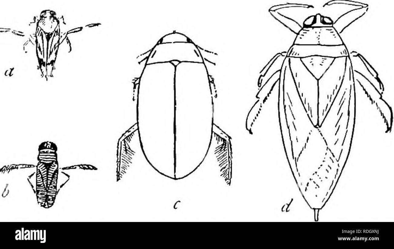 Backswimmer Life Cycle