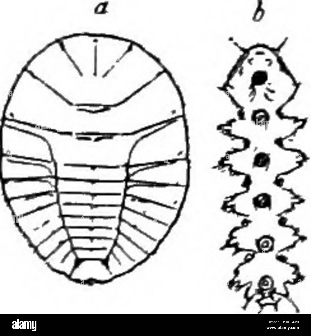 Riffle Beetle Larvae