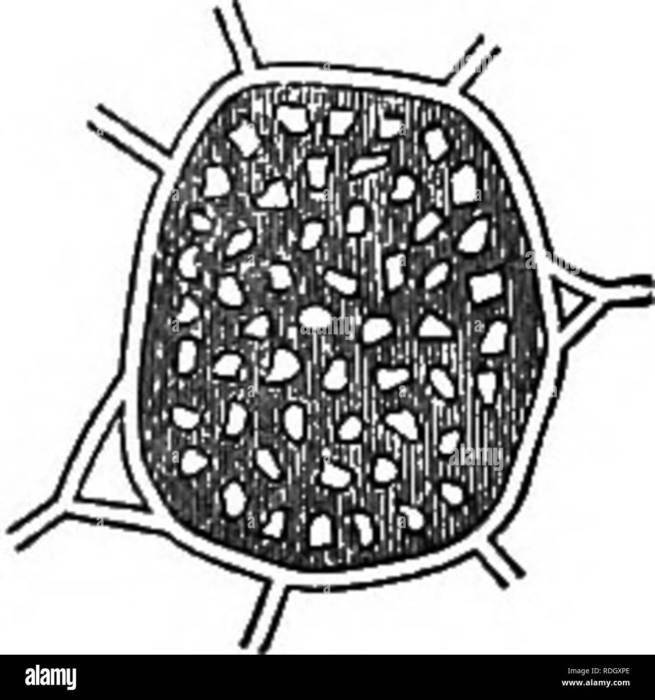 Thick cell walls Black and White Stock Photos & Images - Alamy