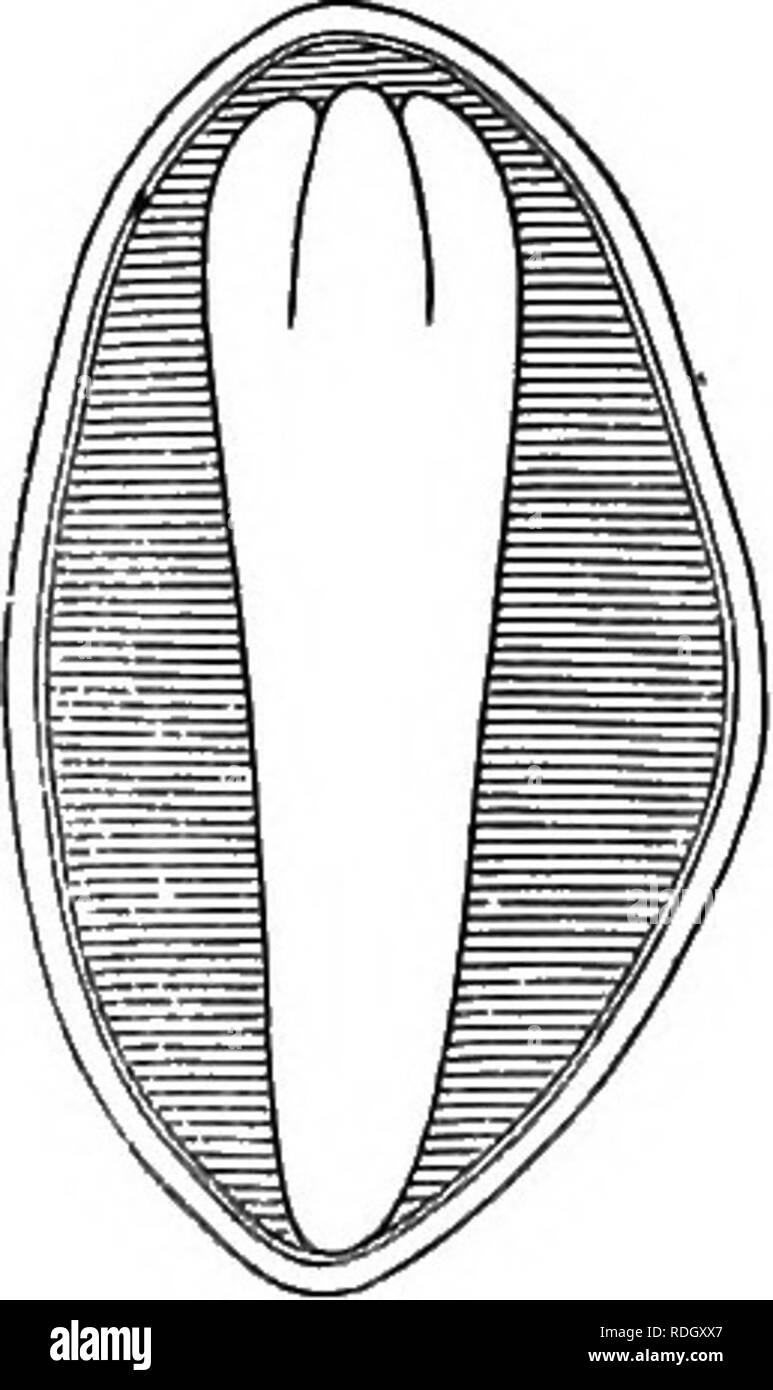 . An elementary text-book of botany, for the use of Japanese students ...