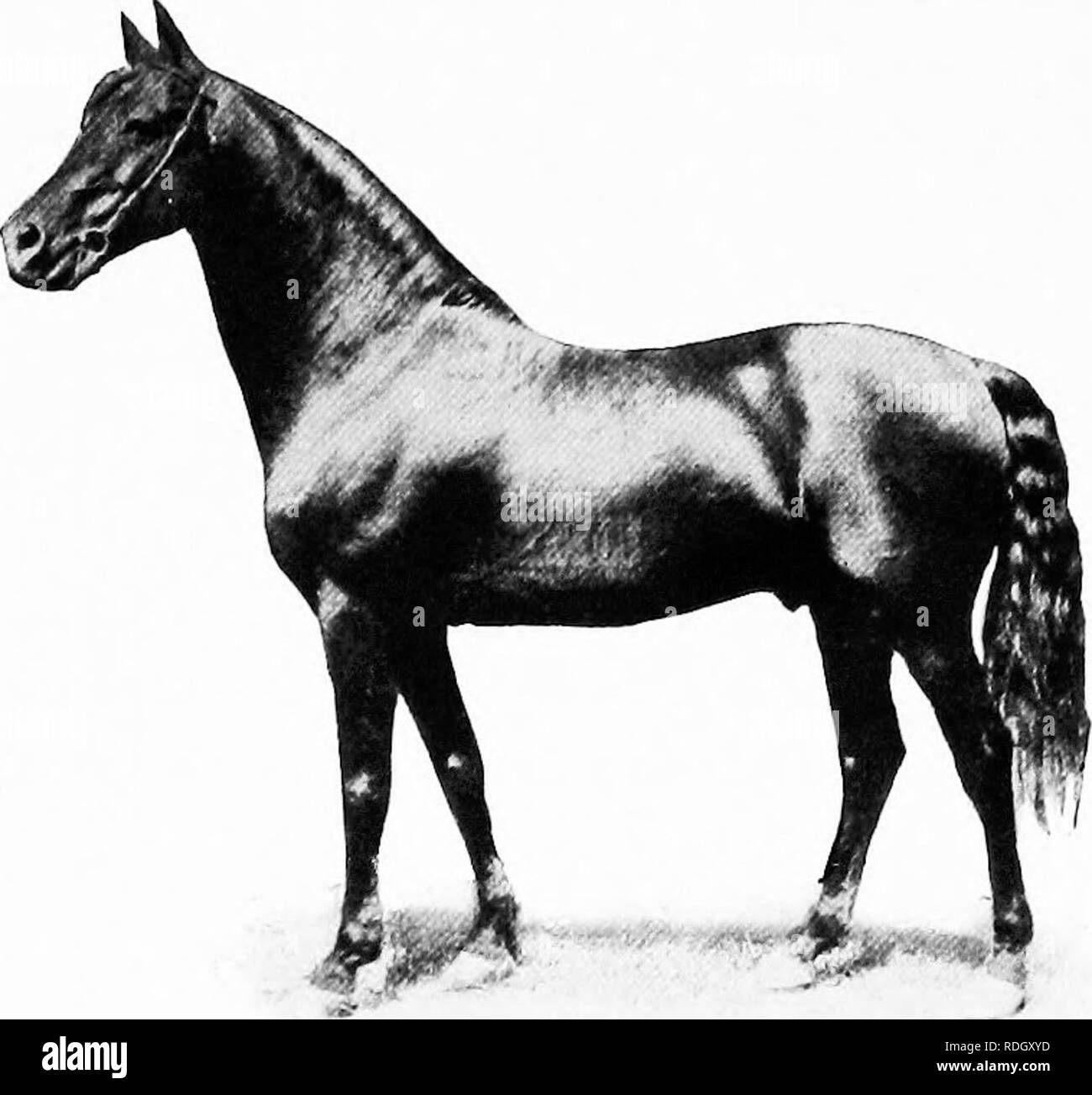 . Manual of farm animals; a practical guide to the choosing, breeding ...