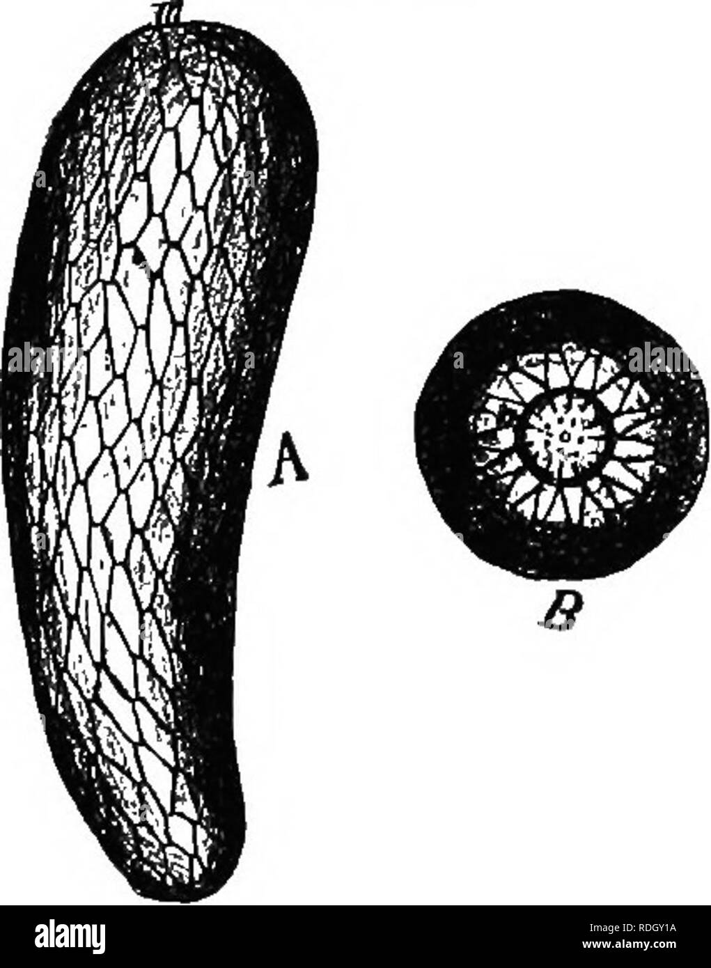 . The bee-keeper's guide; or, Manual of the apiary. Bees. Hieen-Bee ...
