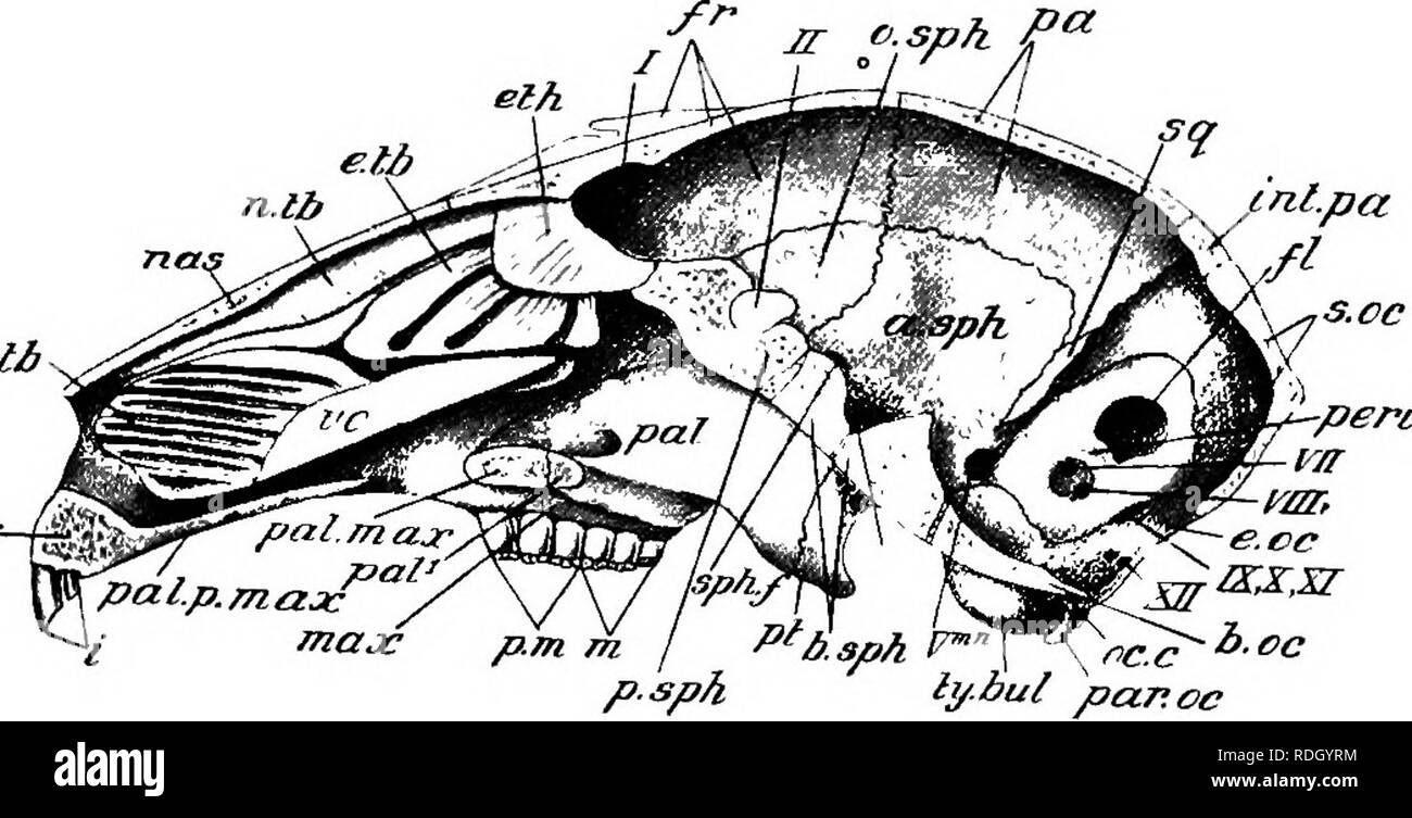 . An elementary course of practical zoology. Zoology. X SKULL 473 ...