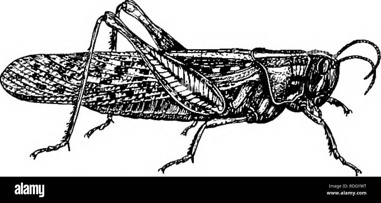 Locust wings Black and White Stock Photos & Images - Alamy