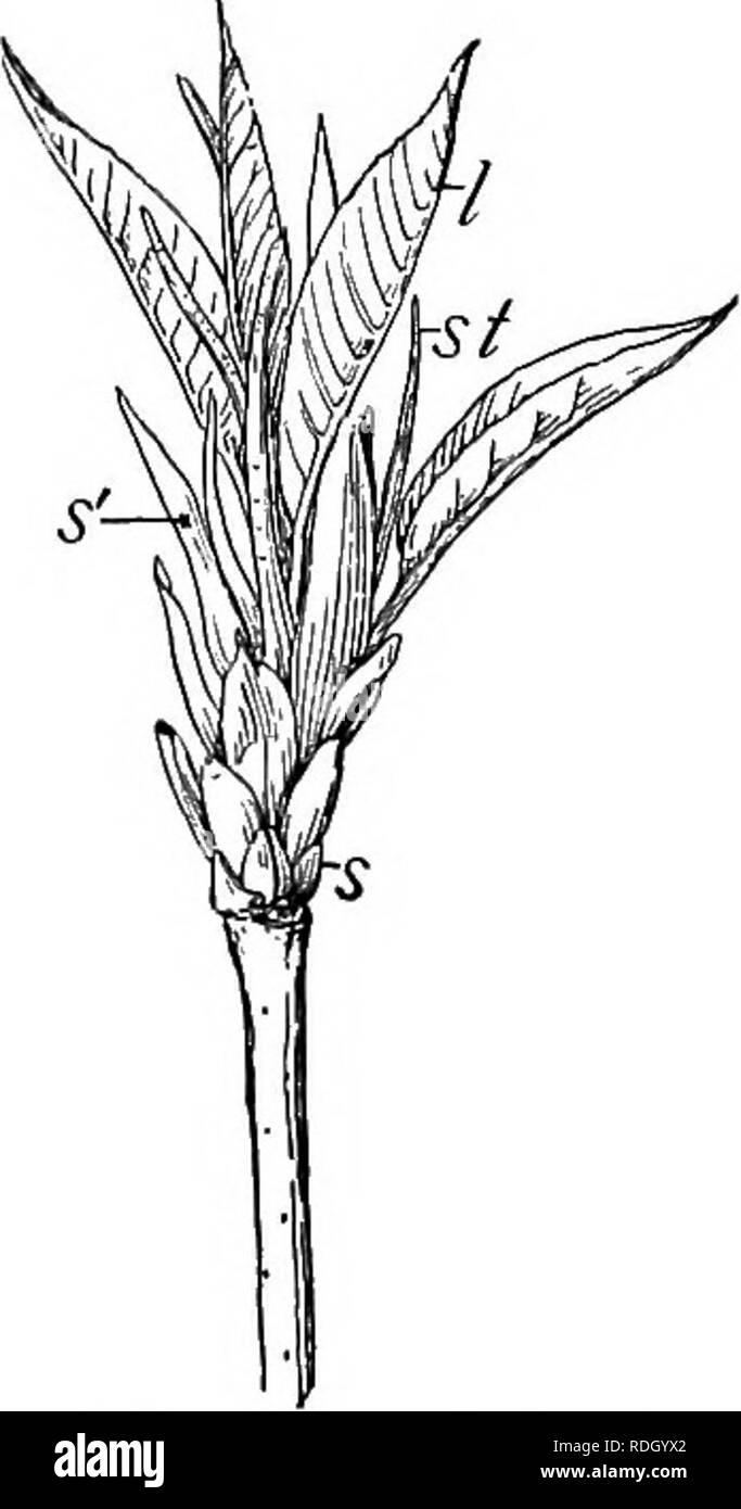 Scale leaves hi-res stock photography and images - Alamy