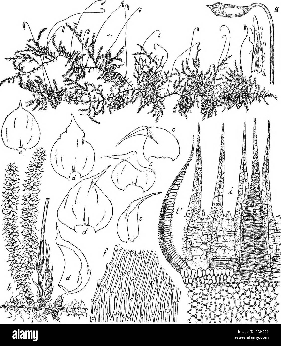 . Flore de Buitenzorg. Botany. 1373 lich-ovalem, laugsfaltigem Grunde ...