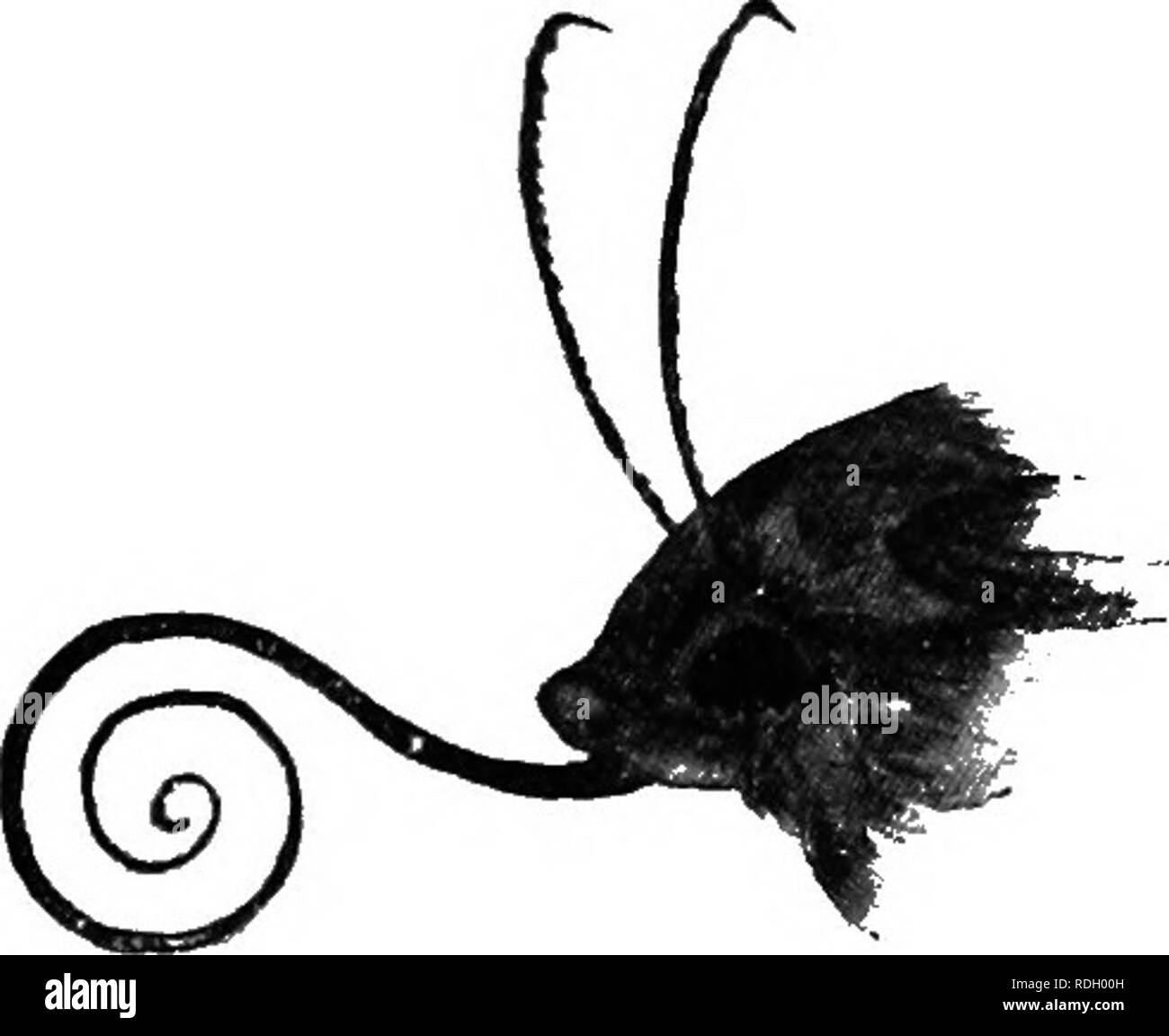 Coiled proboscis butterfly Black and White Stock Photos & Images - Alamy