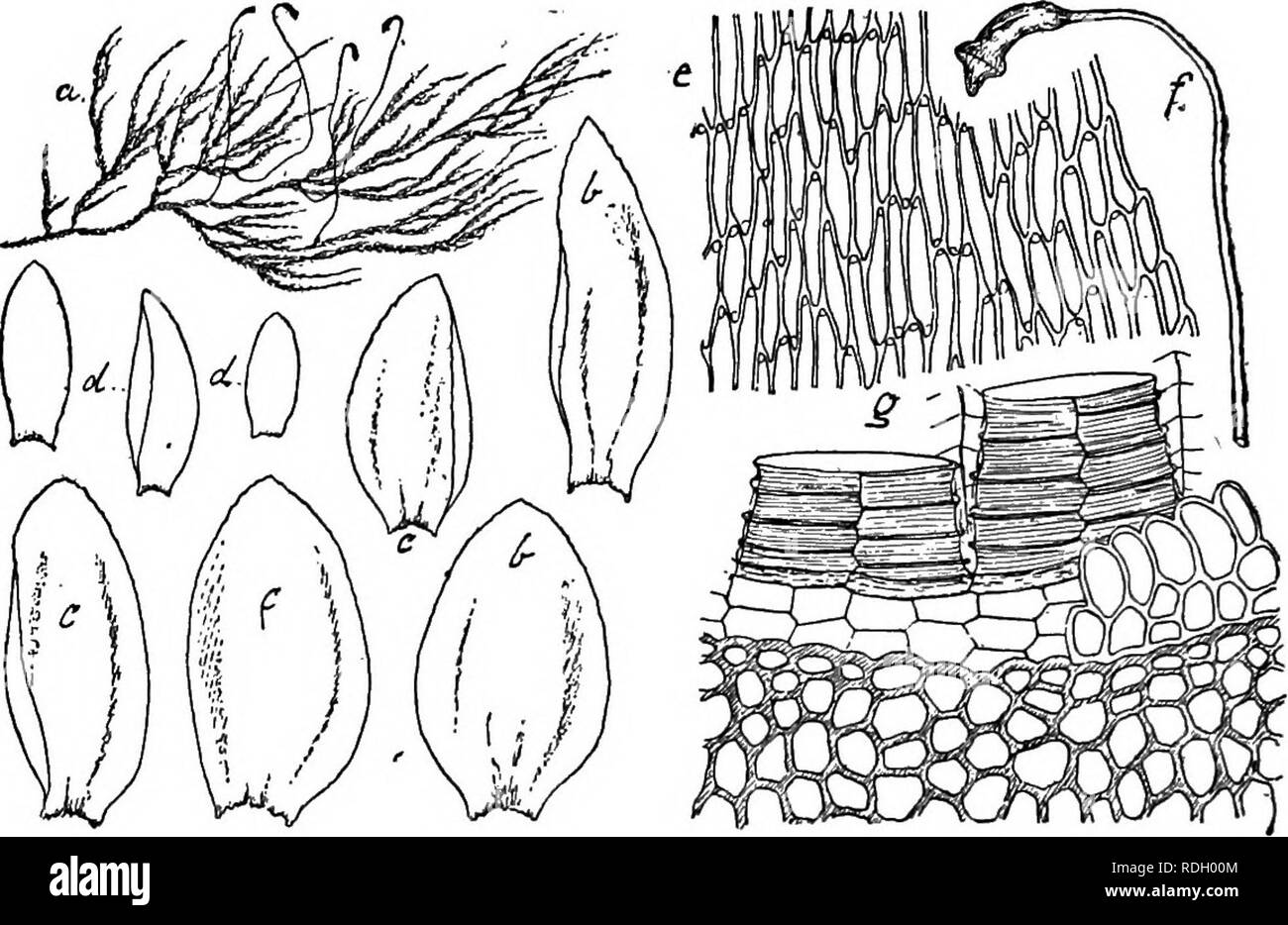 . Flore de Buitenzorg. Botany. 1354 schmal oblong. Blattrand unten ...