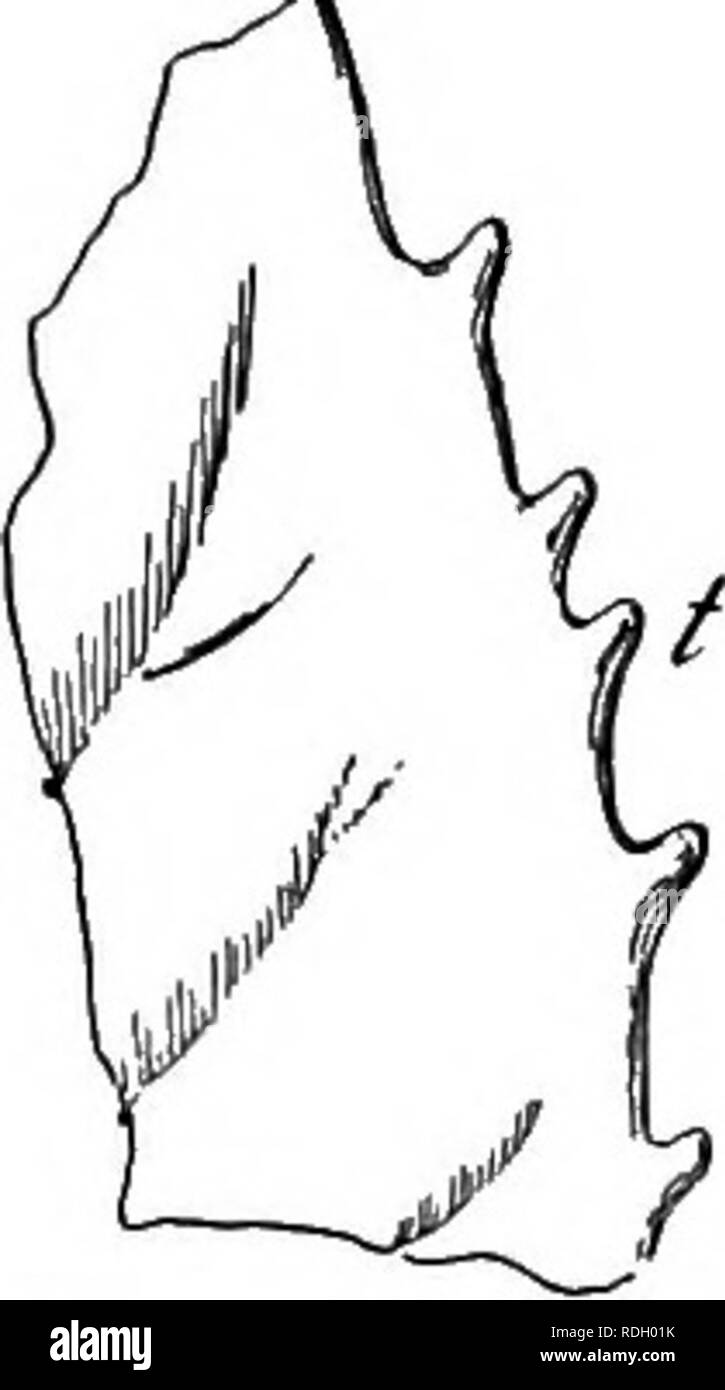 Epithem hi-res stock photography and images - Alamy