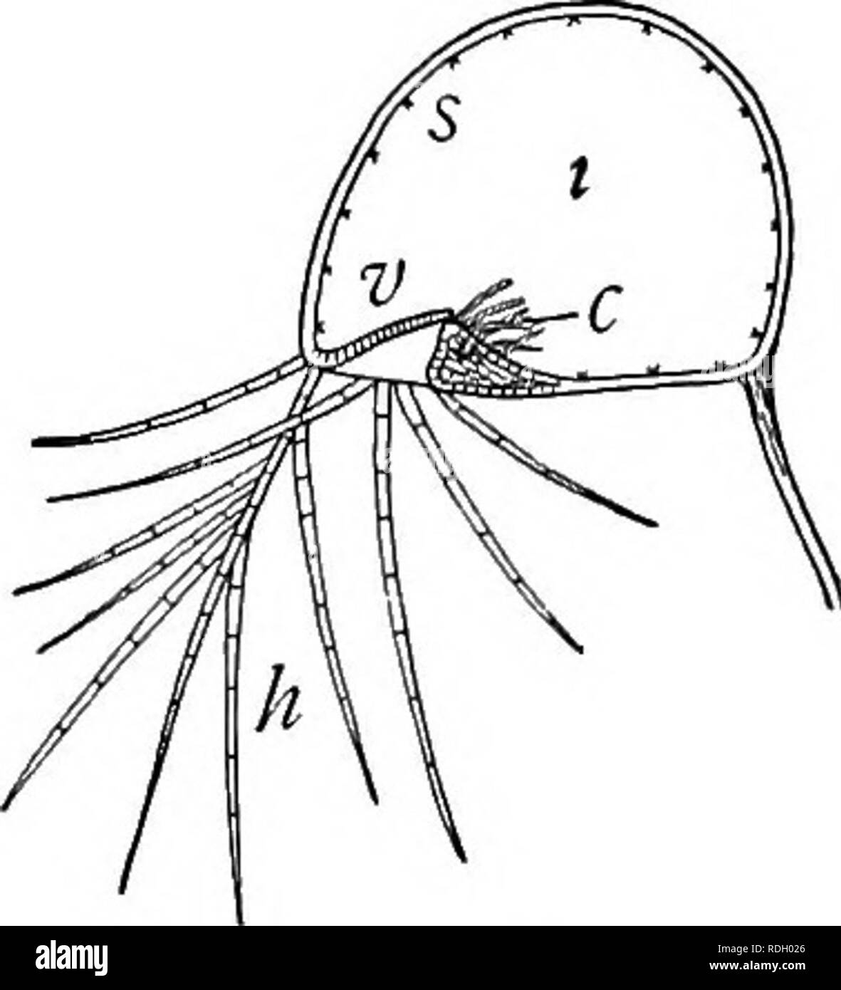 . A textbook of botany for colleges and universities ... Botany. Fig ...