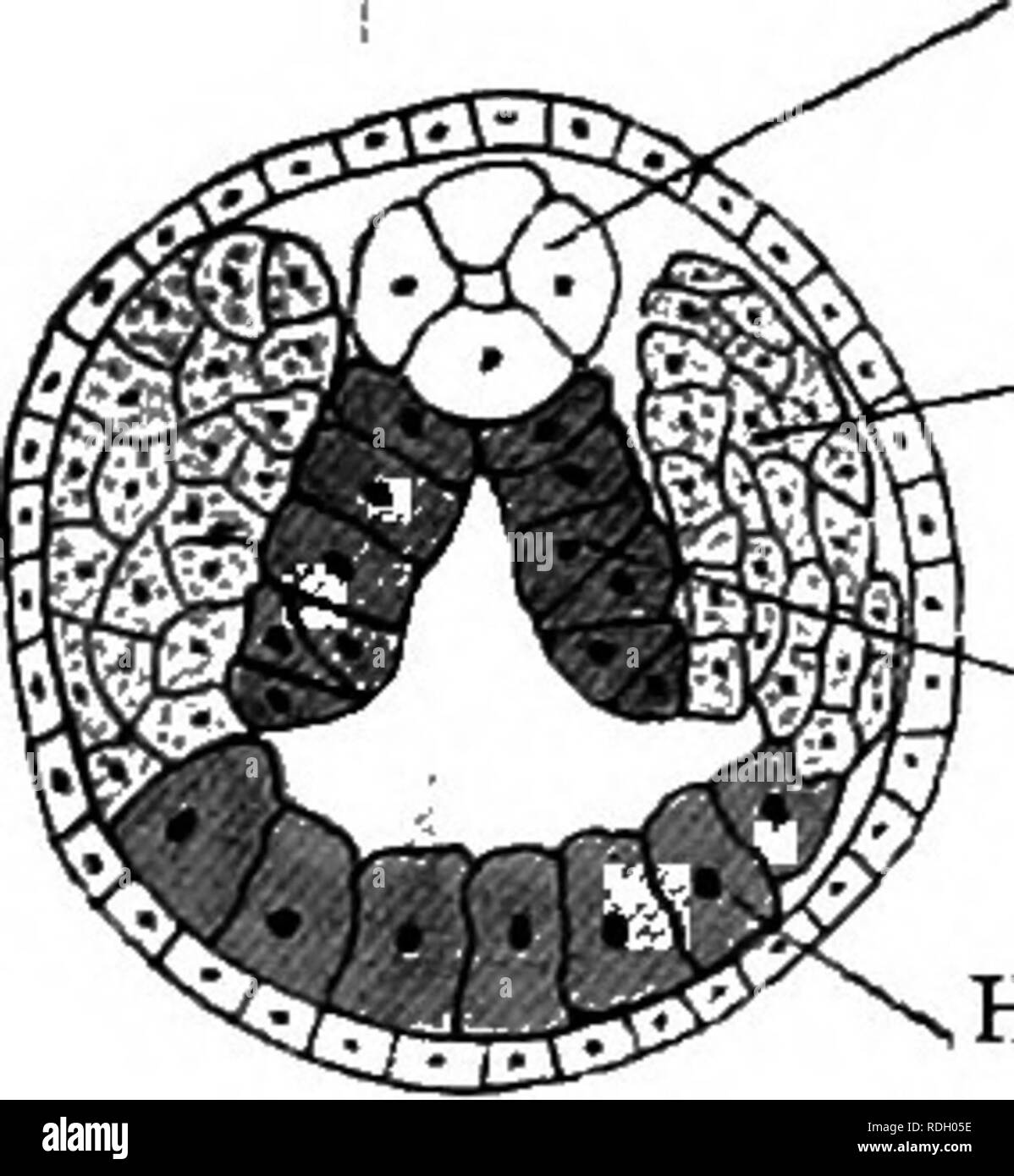 . Elementary text-book of zoology. ASCIDIA. 29s Fig. 207.- -Transverse ...