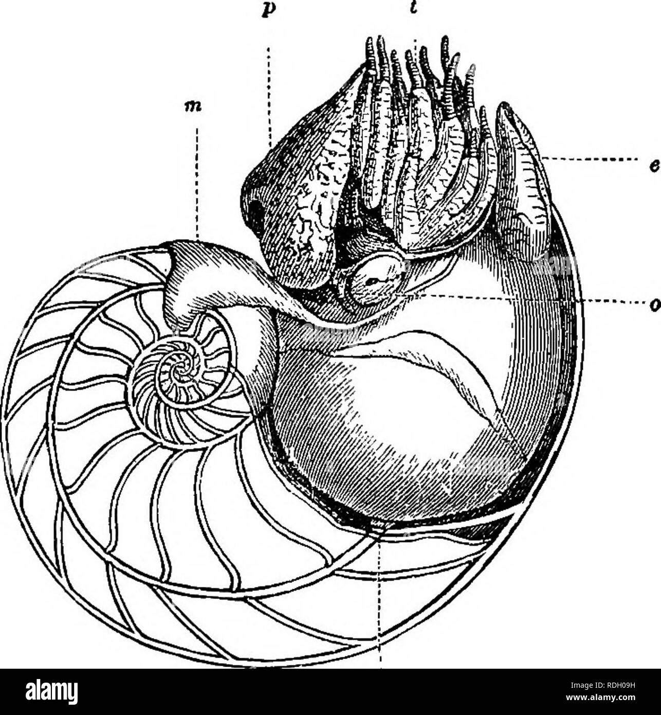 Chambered nautilus tentacles Black and White Stock Photos & Images - Alamy