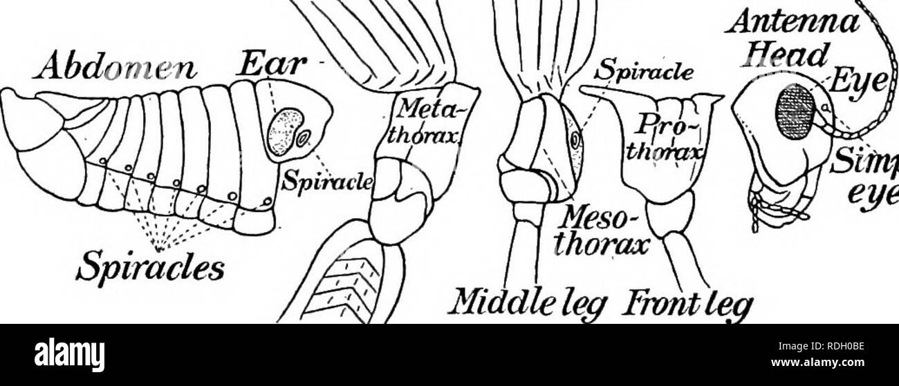 . A textbook in general zoology. Zoology. Fig. 93. — Carolina locust ...