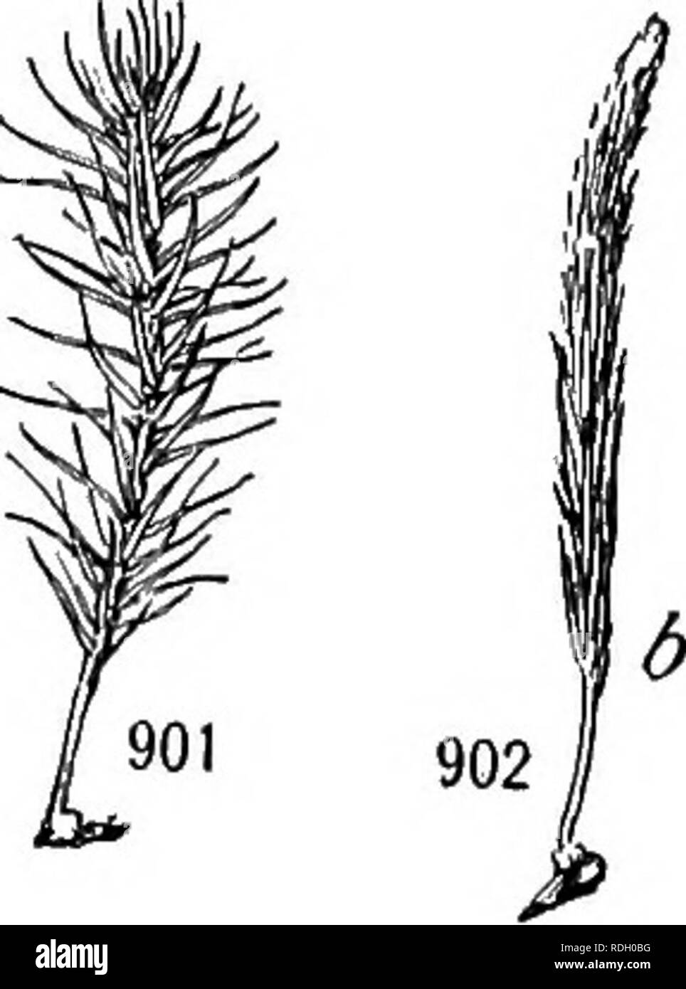 Mesophytes Examples PPT Temperate Deciduous (mesophytic) Forests